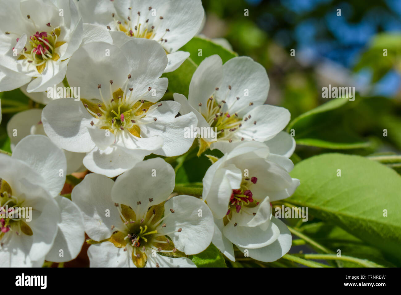 Beautiful Pear Blossom. Pear tree in early spring Stock Photo - Alamy