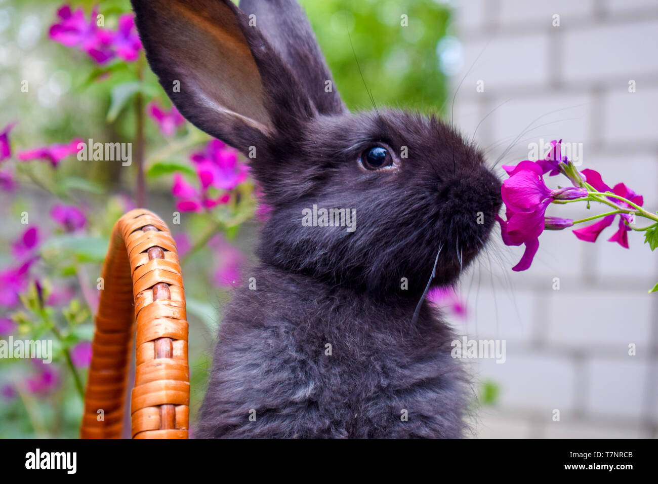 Cute little black rabbit sitting in a basket and eats spring flowers ...