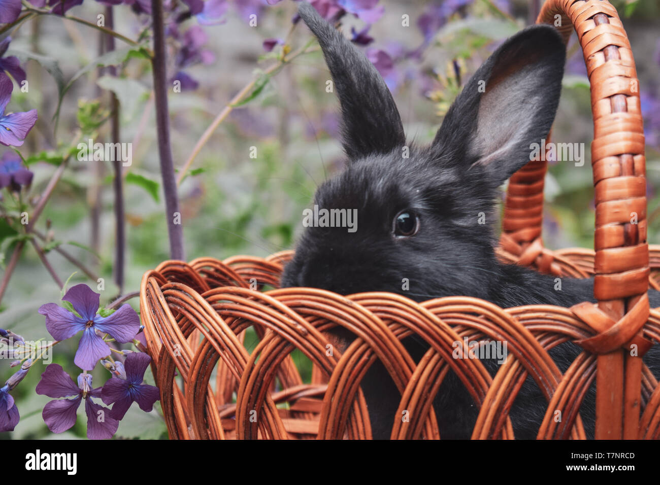 Cute little black rabbit sitting in a basket. Holidays and Animals ...