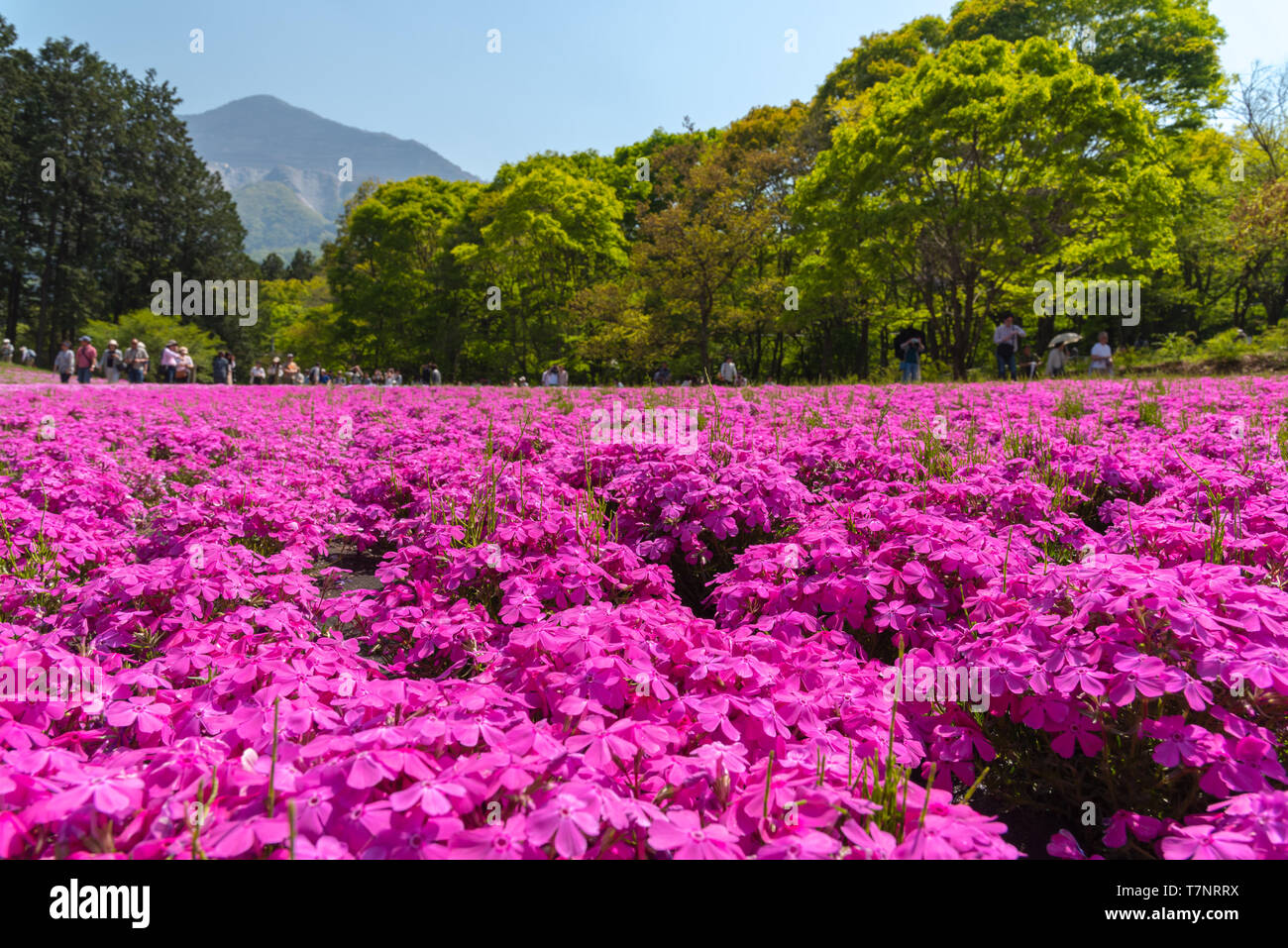 Landscape of Colorful Shiba Sakura ( Phlox Subulata, Pink moss ...