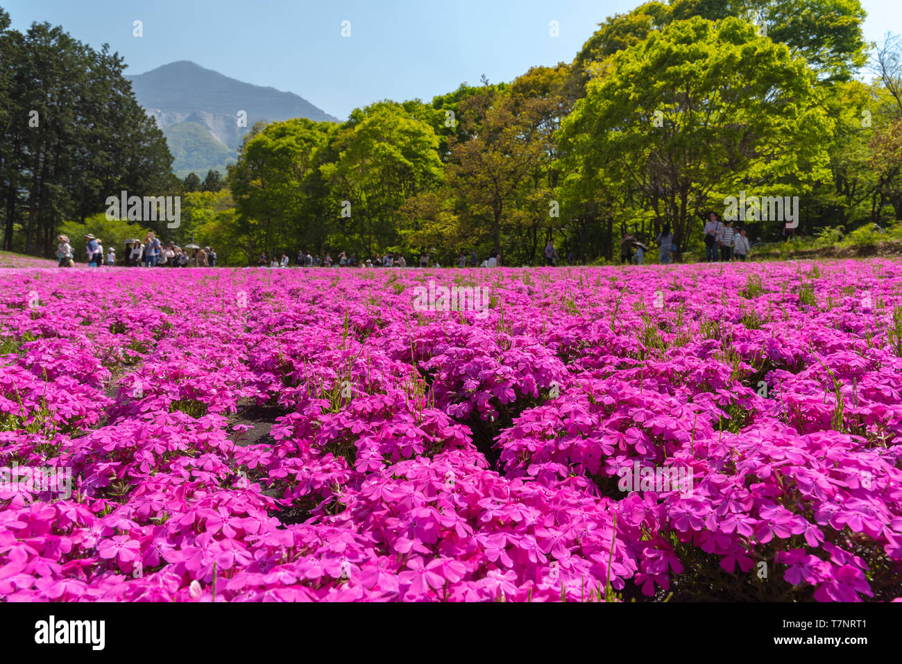 Landscape of Colorful Shiba Sakura ( Phlox Subulata, Pink moss ...