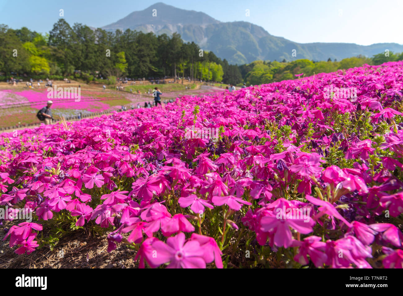 Landscape of Colorful Shiba Sakura ( Phlox Subulata, Pink moss ...