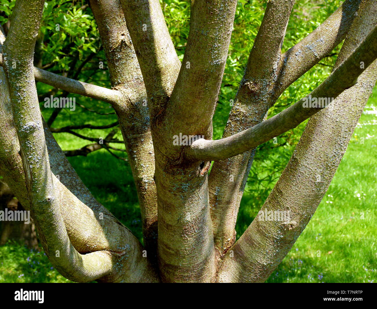 bare tree in unusual growth form Stock Photo - Alamy