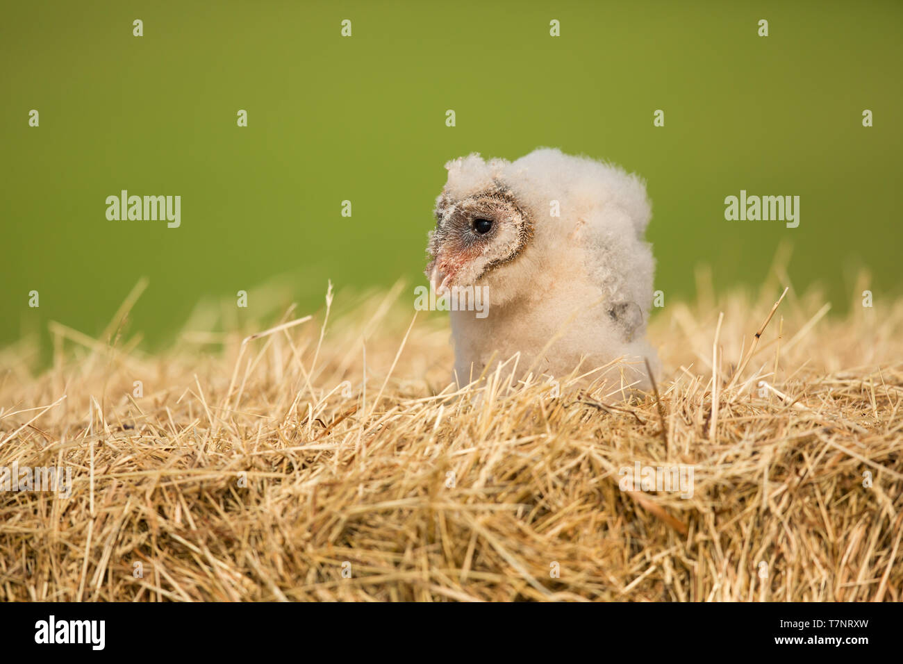 Barn owl (Tyto alba) is the most widely distributed species of owl and ...