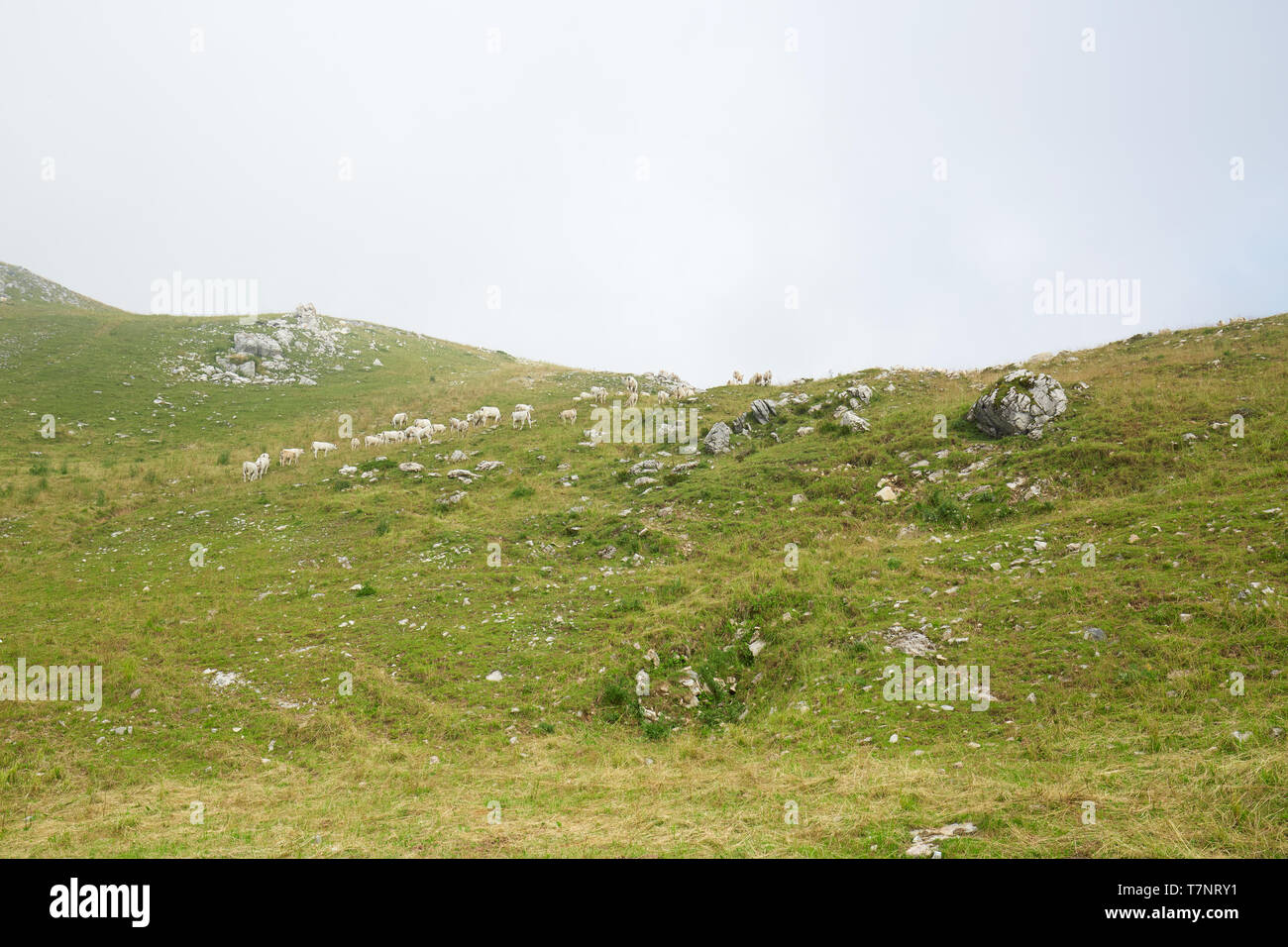 Green pasture rock rocks hi-res stock photography and images - Alamy
