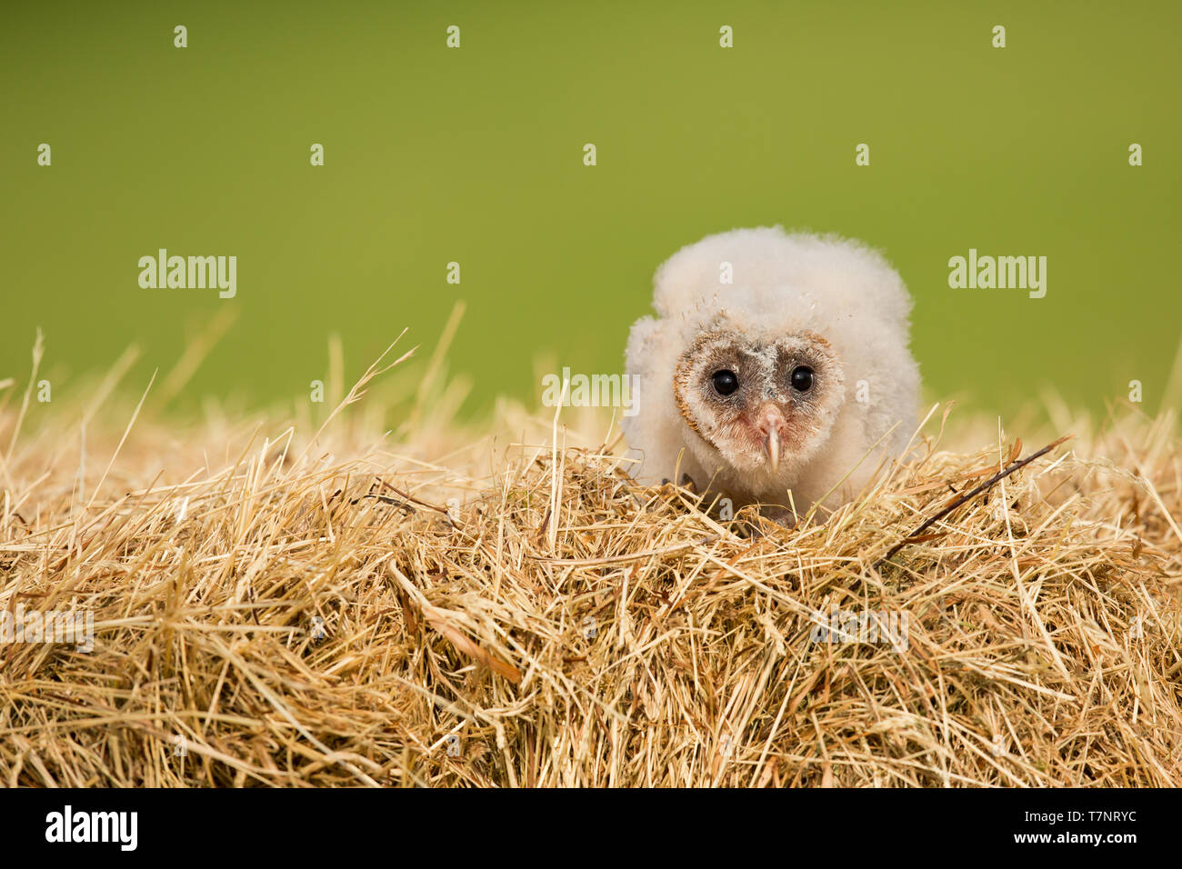 Barn owl (Tyto alba) is the most widely distributed species of owl and ...