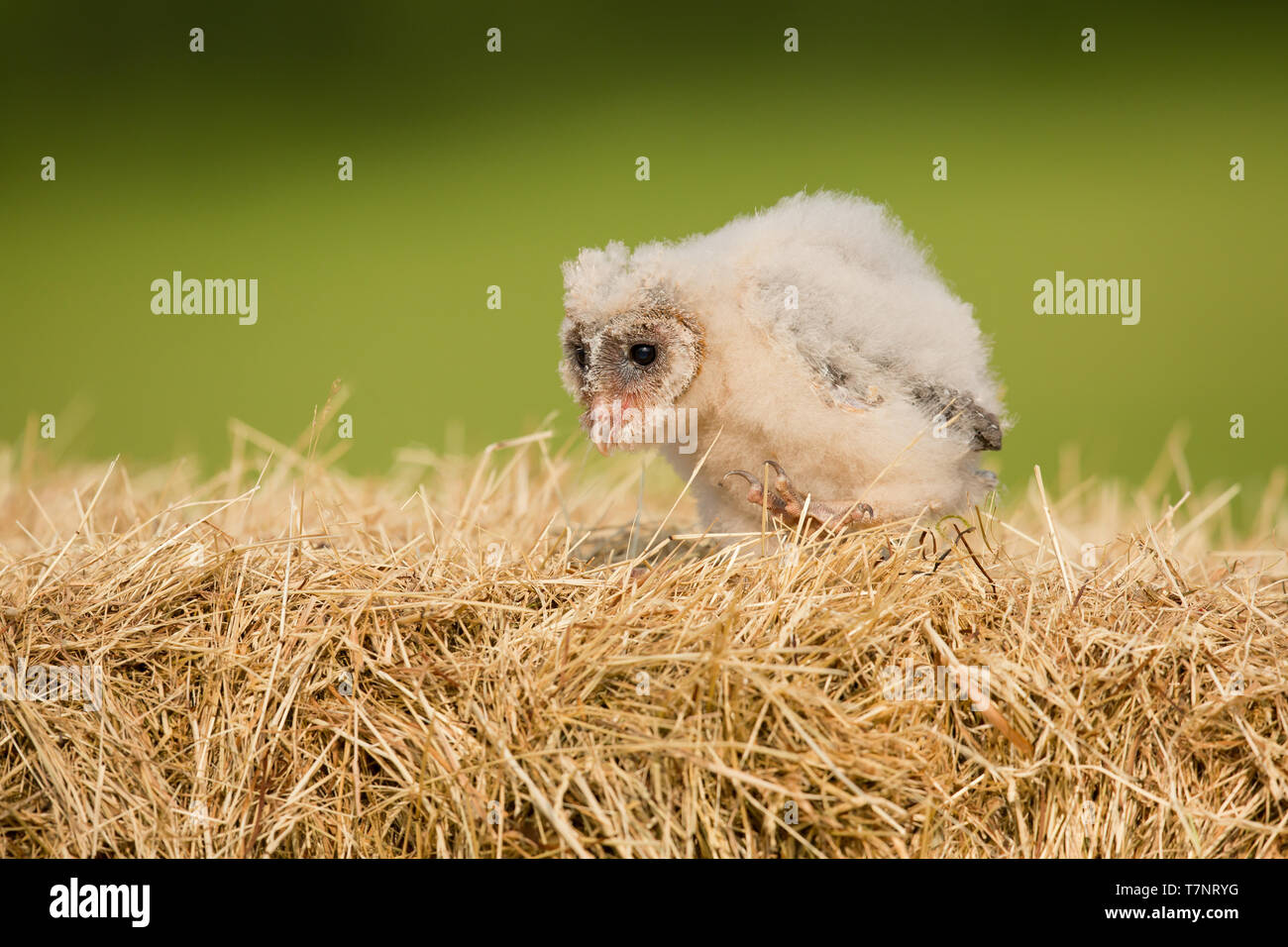 Barn owl (Tyto alba) is the most widely distributed species of owl and ...