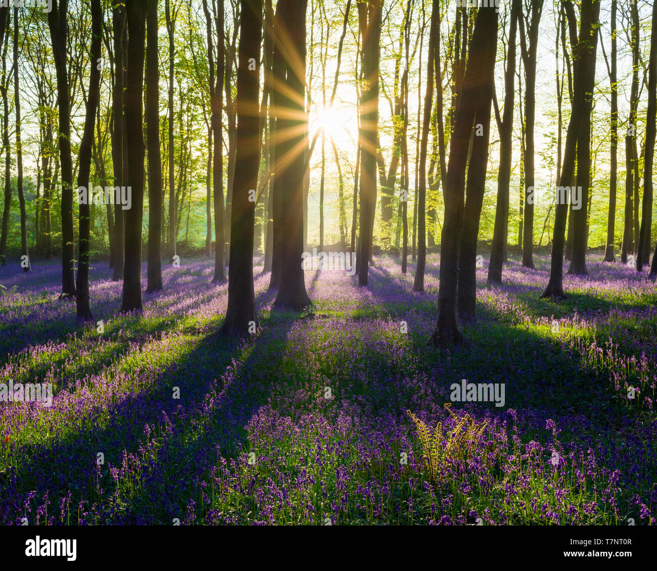 Bluebell woodland sunrise in spring. North Somerset, England Stock ...