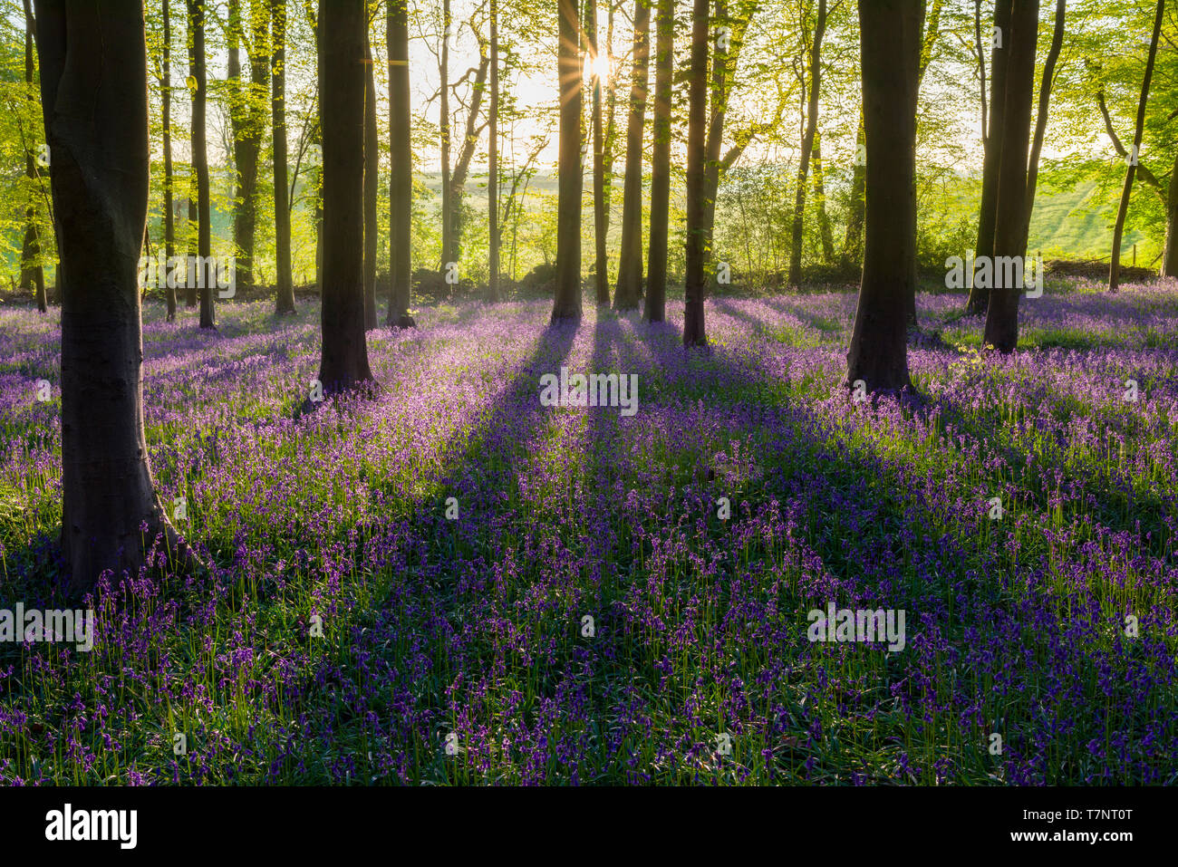 Bluebell woodland sunrise in spring. North Somerset, England Stock ...