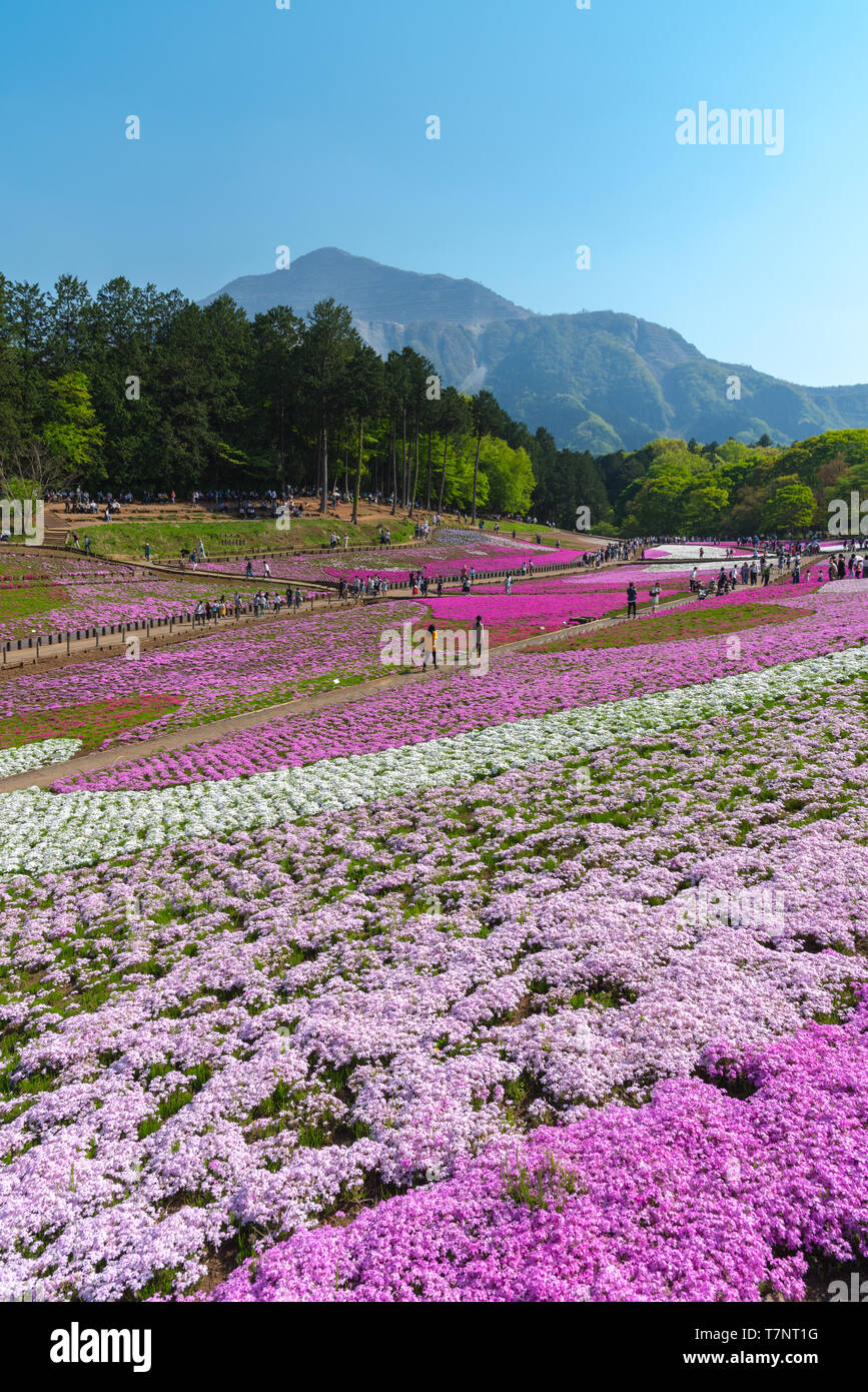 Landscape of Colorful Shiba Sakura ( Phlox Subulata, Pink moss ...