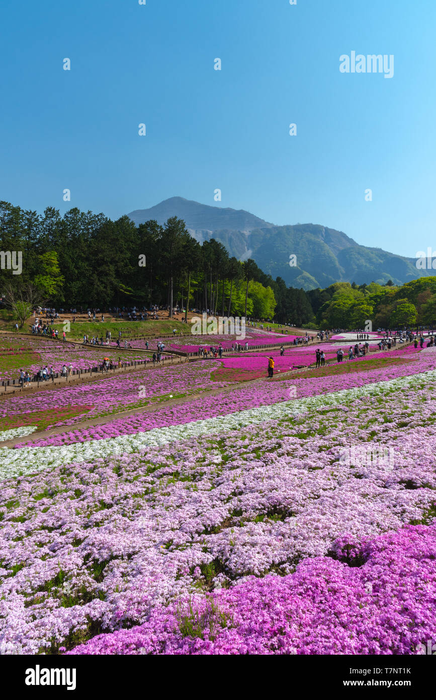 Landscape of Colorful Shiba Sakura ( Phlox Subulata, Pink moss ...