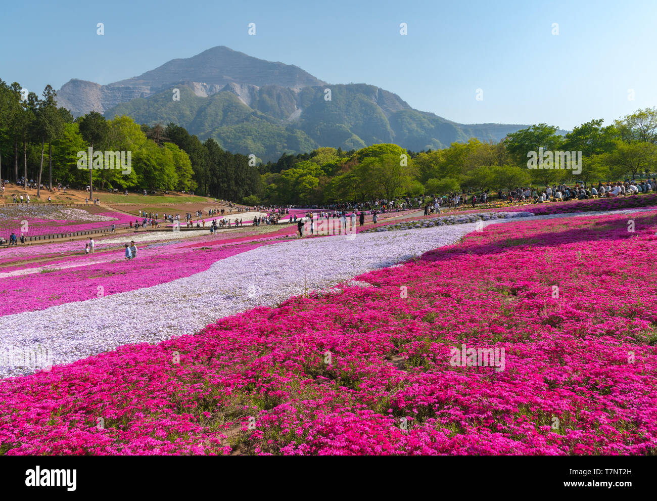 Landscape of Colorful Shiba Sakura ( Phlox Subulata, Pink moss ...