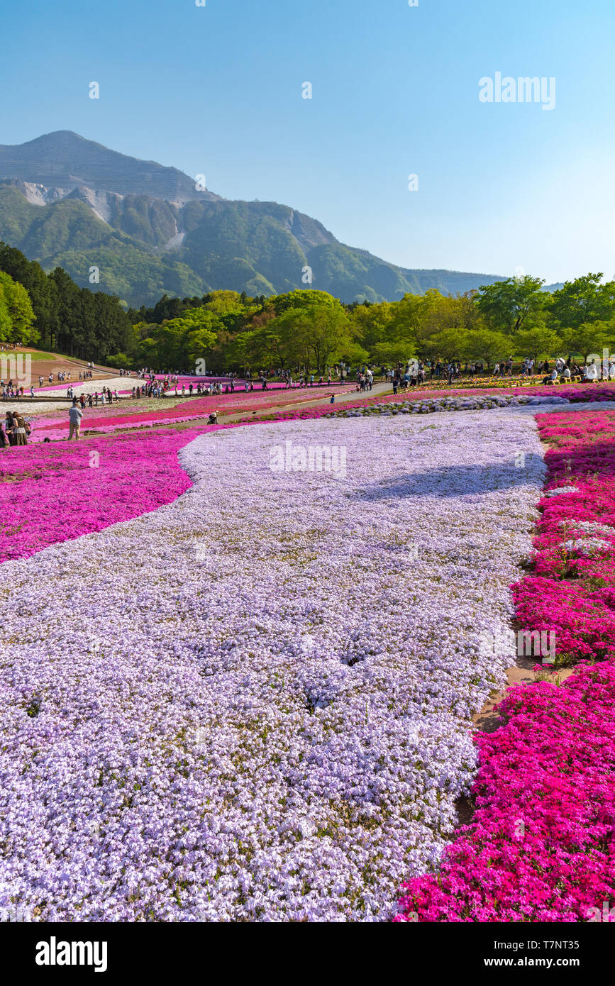 Landscape of Colorful Shiba Sakura ( Phlox Subulata, Pink moss ...