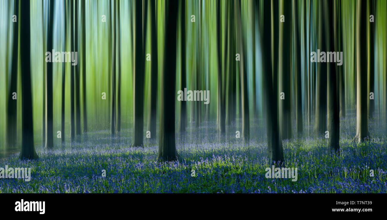 Bluebell in spring hi-res stock photography and images - Alamy