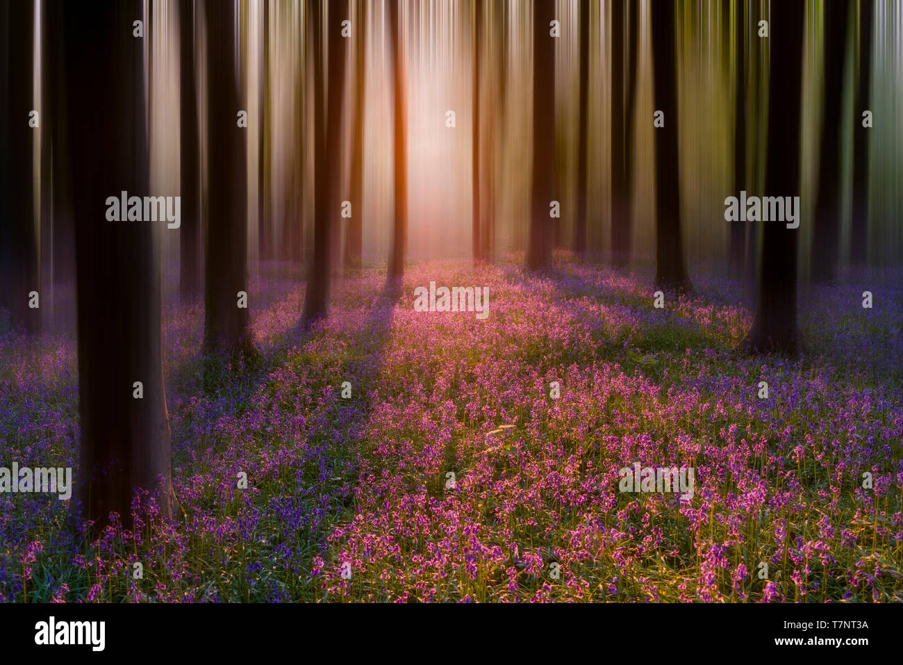 Bluebell in spring hi-res stock photography and images - Alamy