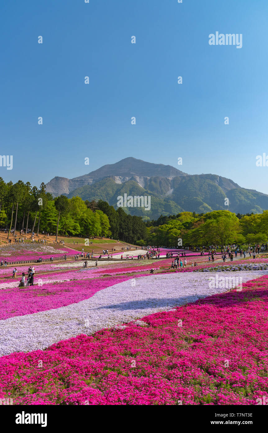 Landscape of Colorful Shiba Sakura ( Phlox Subulata, Pink moss ...