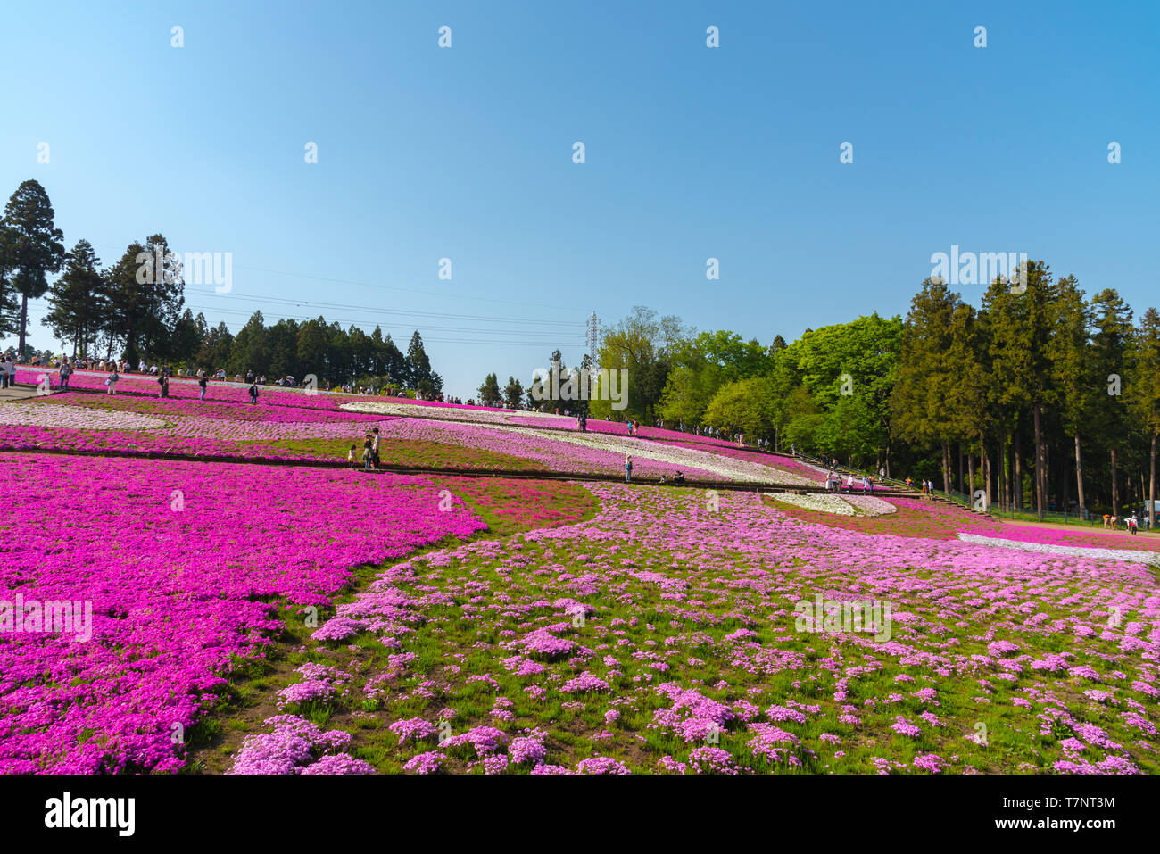 Landscape of Colorful Shiba Sakura ( Phlox Subulata, Pink moss ...