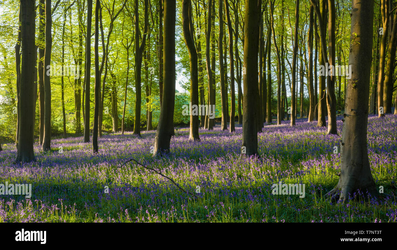 Spring morning sunlight in a bluebell woodland. North Somerset, England ...