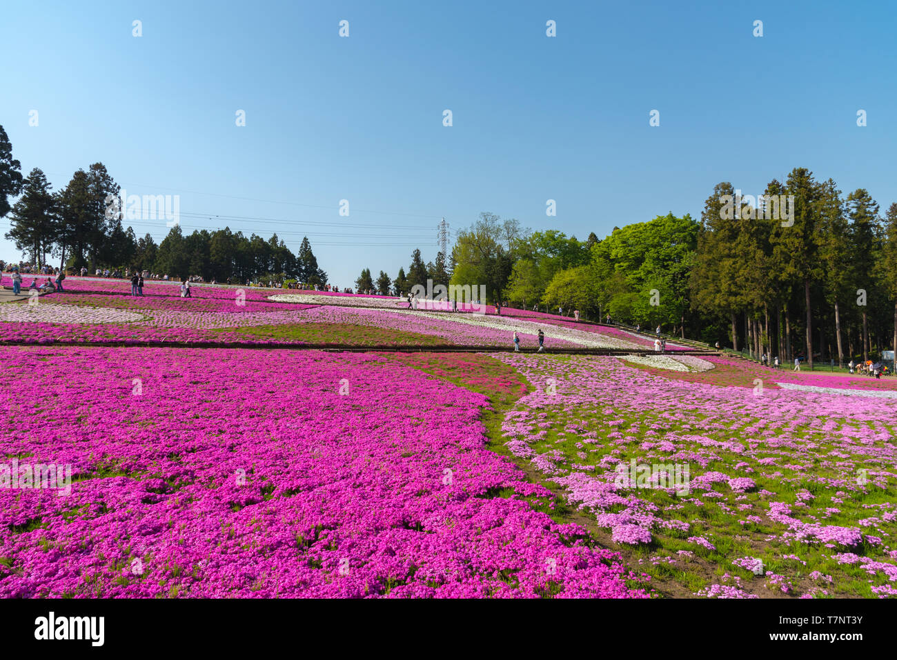 Landscape of Colorful Shiba Sakura ( Phlox Subulata, Pink moss ...