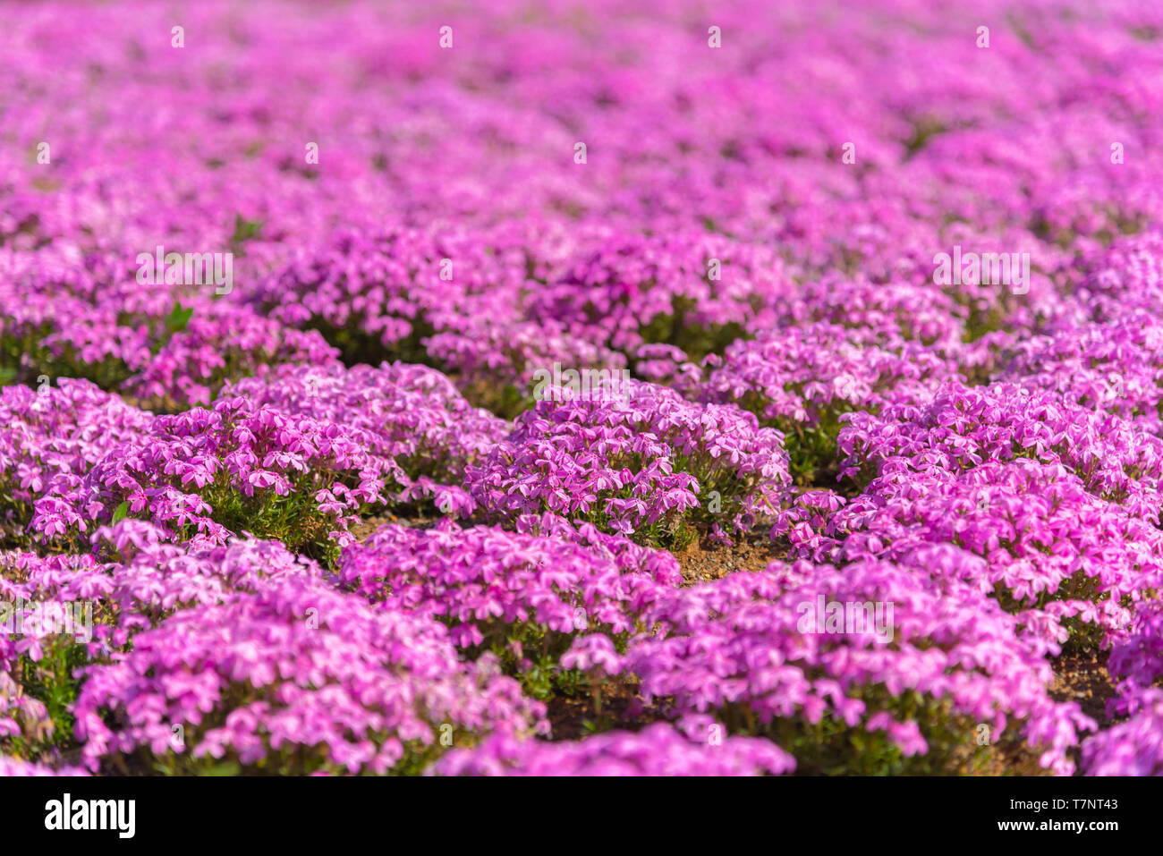 close-up small delicate pink white moss (Shibazakura, Phlox subulata ...