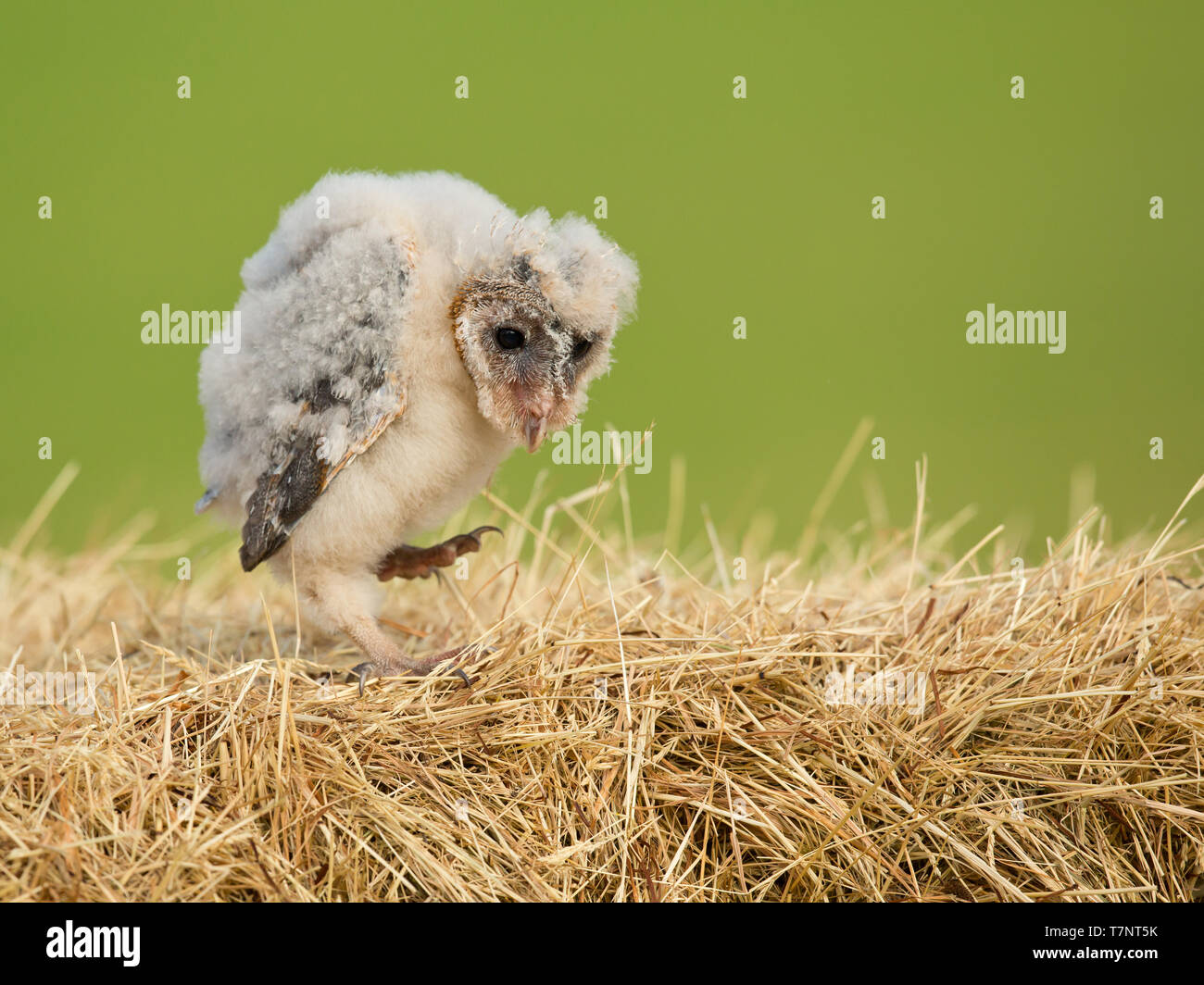 Barn owl (Tyto alba) is the most widely distributed species of owl and ...