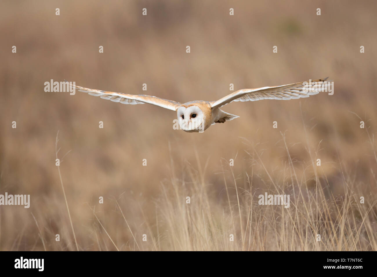 Barn owl (Tyto alba) is the most widely distributed species of owl and ...