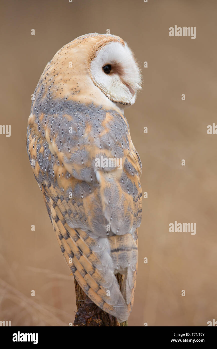 Barn owl (Tyto alba) is the most widely distributed species of owl and ...