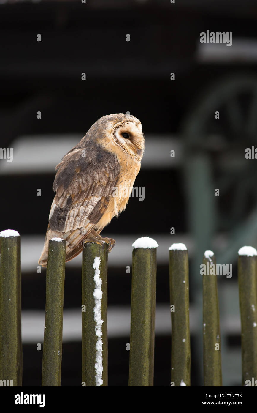 Barn owl (Tyto alba) is the most widely distributed species of owl and ...