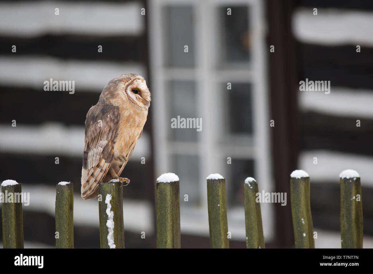 Barn owl (Tyto alba) is the most widely distributed species of owl and ...