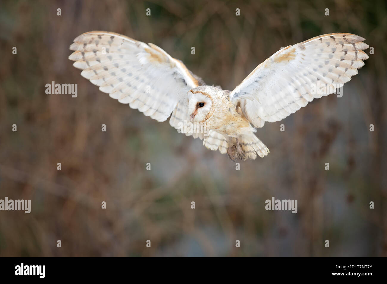 Barn owl (Tyto alba) is the most widely distributed species of owl and ...