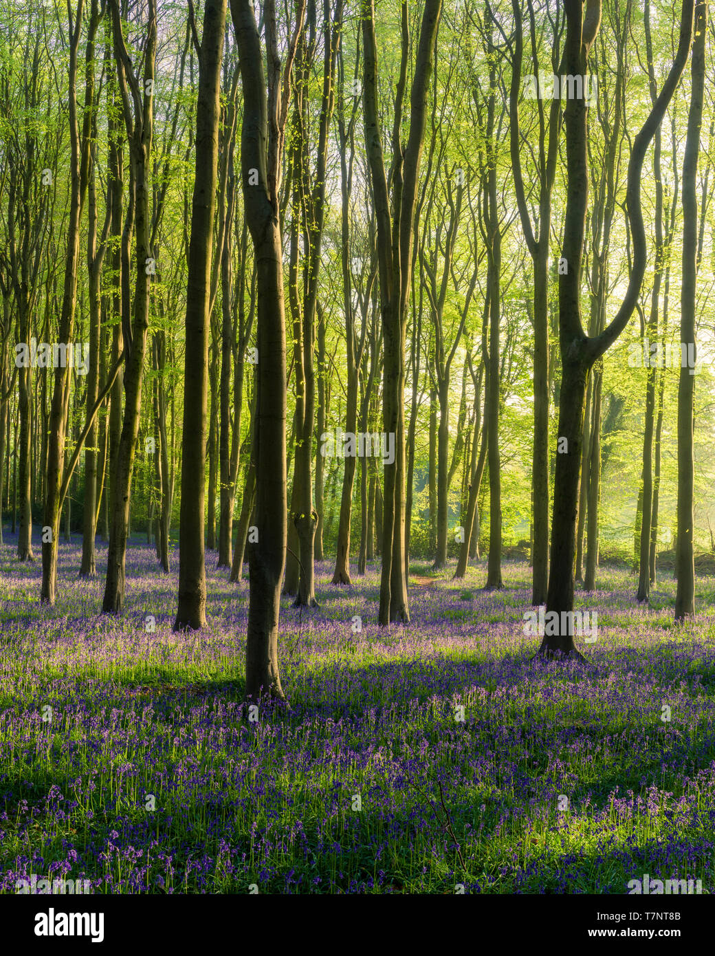 Spring morning sunlight in a bluebell woodland. North Somerset, England ...