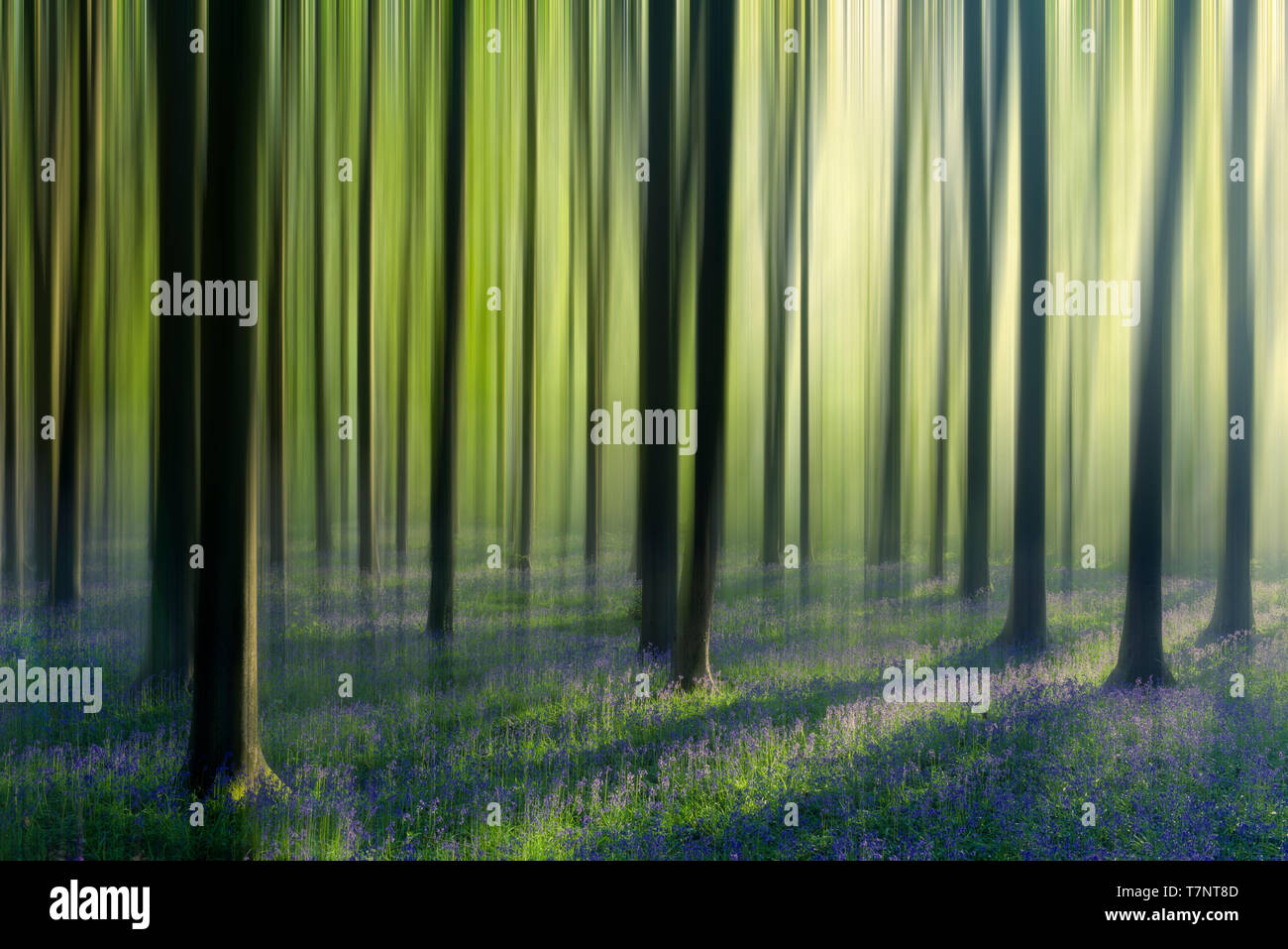 Bluebell in spring hi-res stock photography and images - Alamy