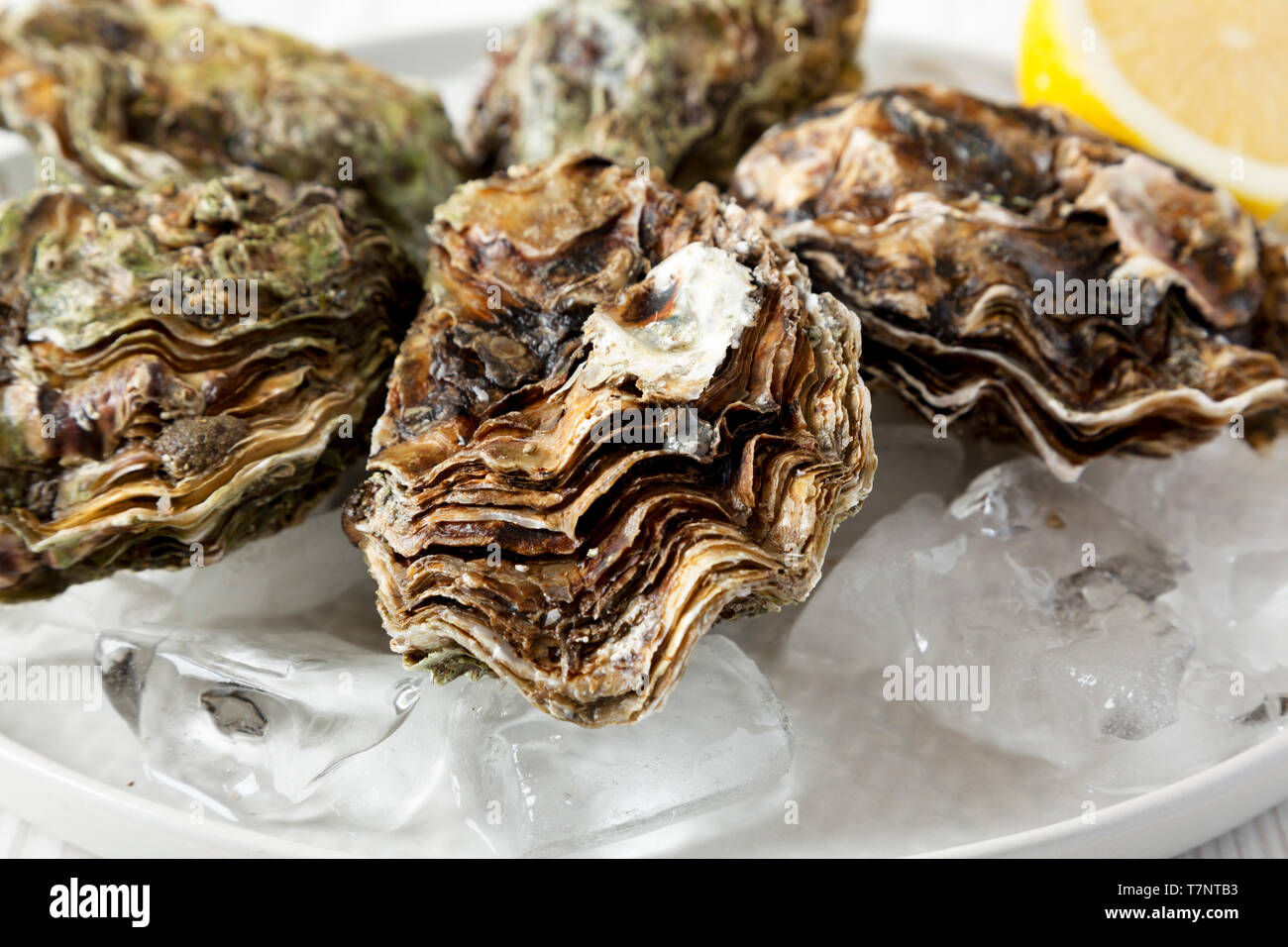 Closed oysters on ice hi-res stock photography and images - Alamy