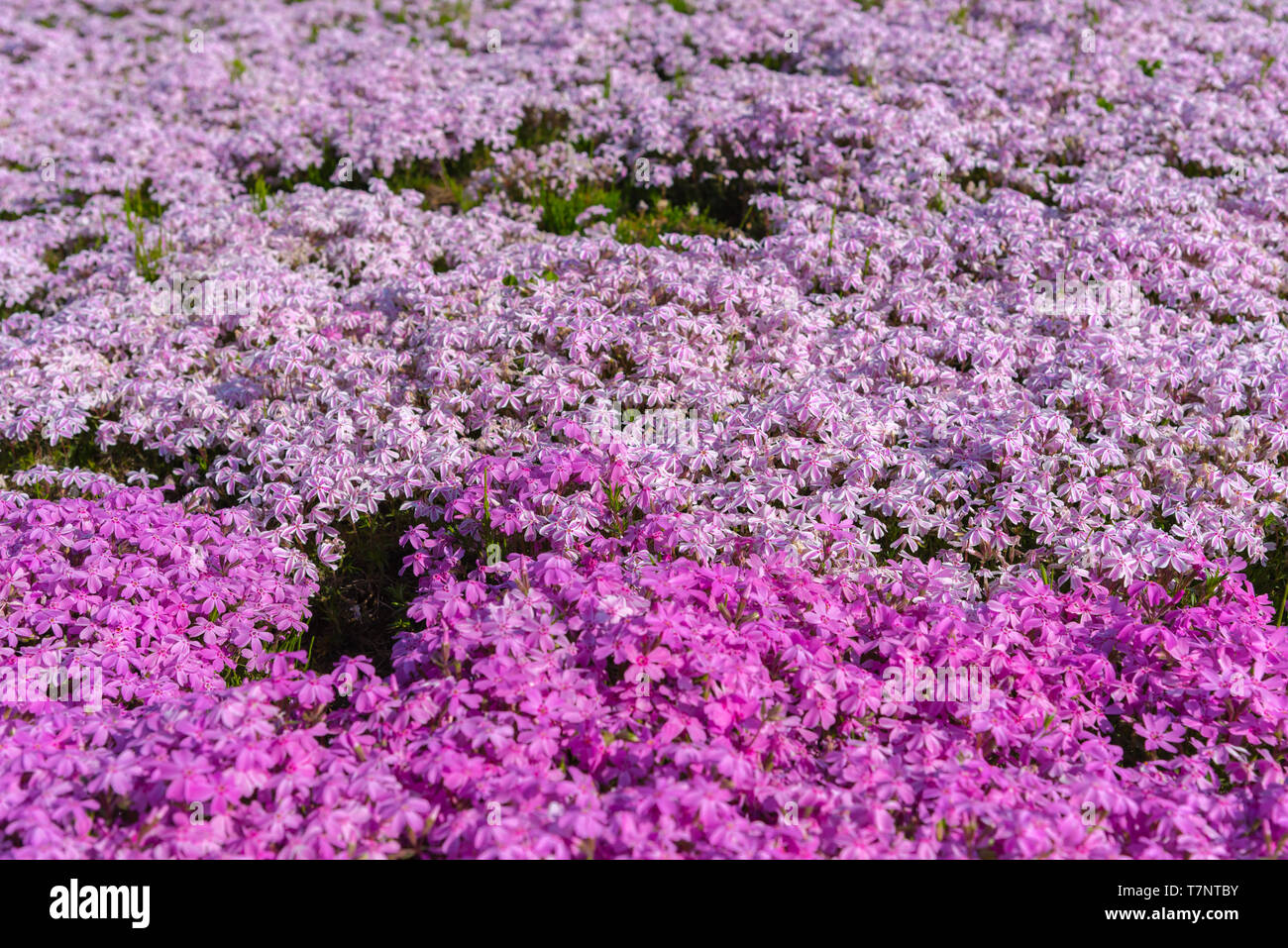 Moss phlox flowers hi-res stock photography and images - Alamy