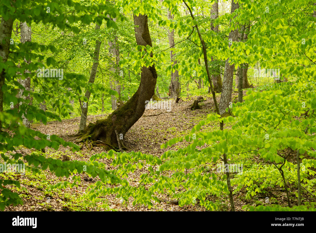 curved tree in the middle of a forest Stock Photo - Alamy