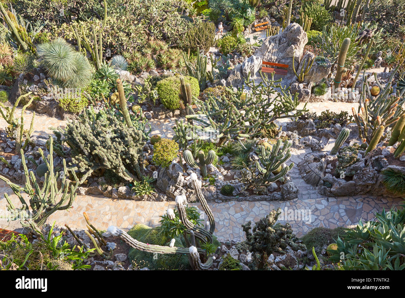 MONTE CARLO, MONACO - AUGUST 20, 2016: The exotic garden path with rare ...
