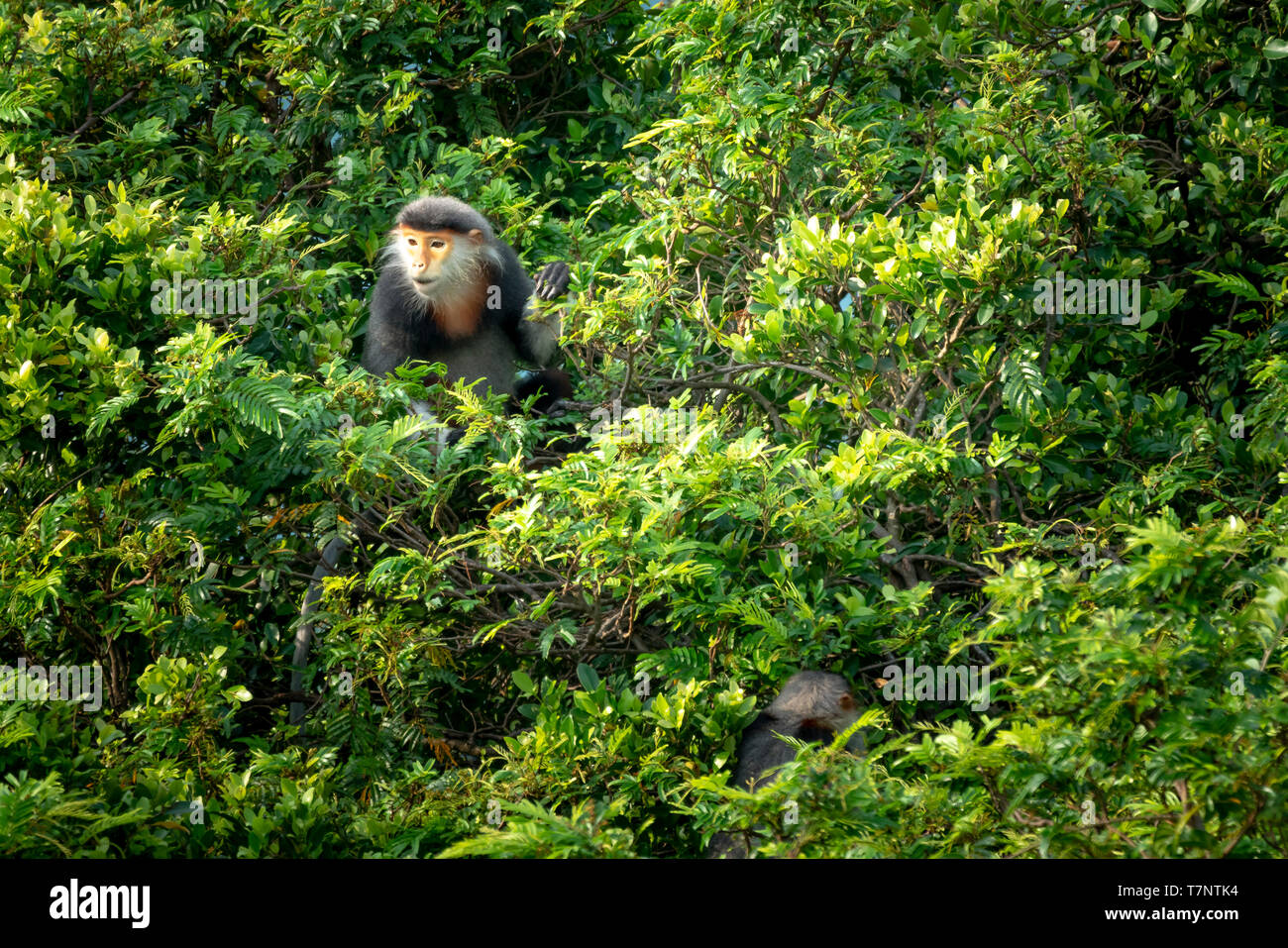 Pygathrix nemaeus in the season of the millettia flowers blossomed on ...