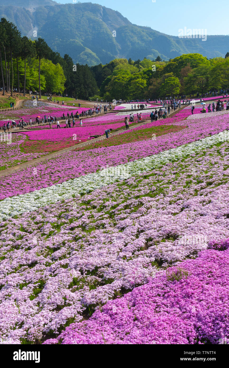 Landscape of Colorful Shiba Sakura ( Phlox Subulata, Pink moss ...