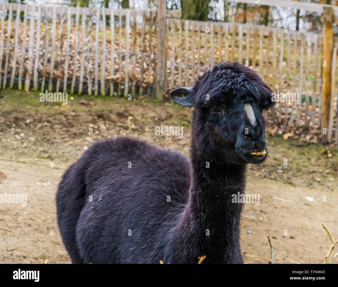 portrait of a black alpaca suffering from alopecia on the nose, Bare ...