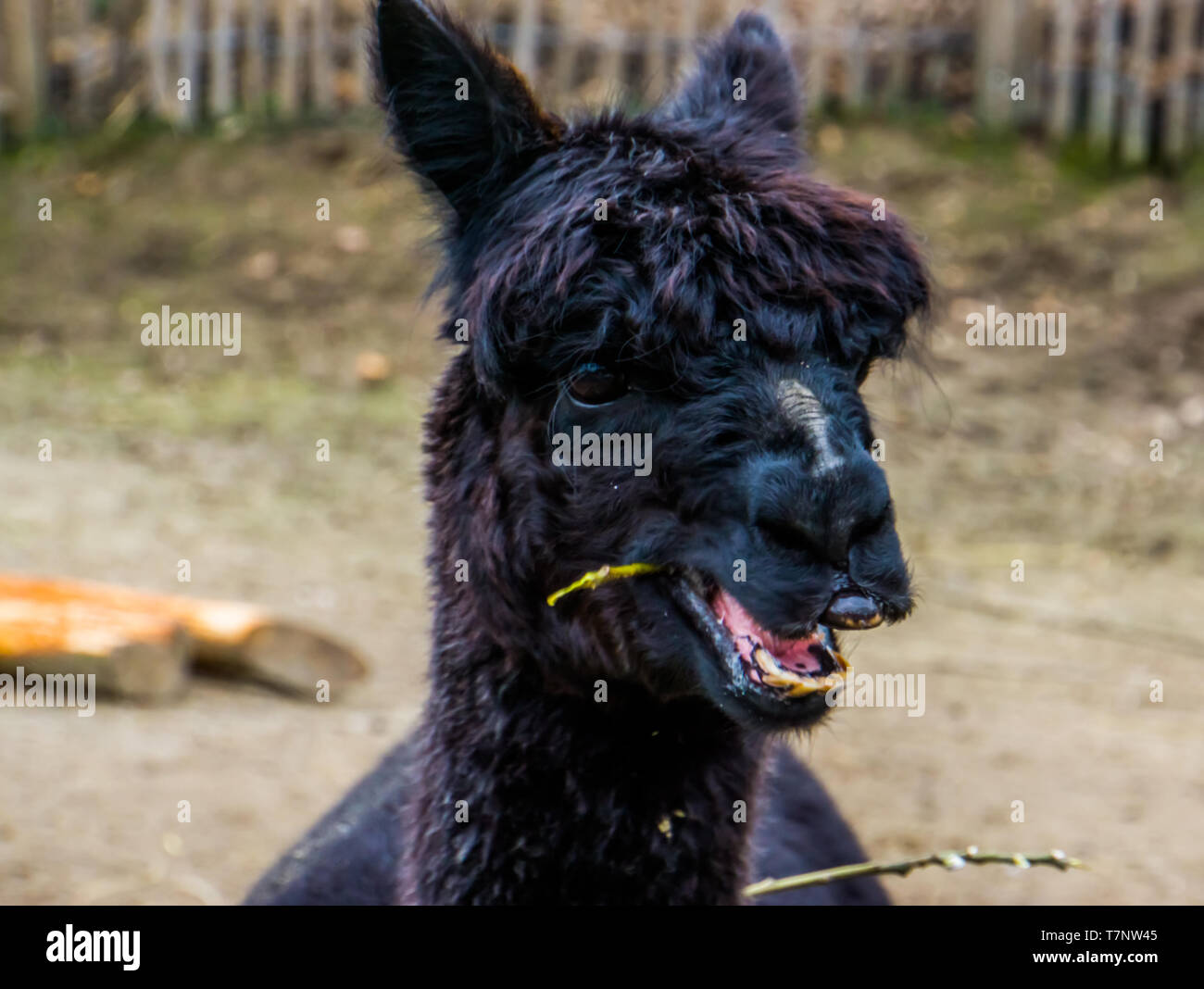 Black Alpaca Stock Photos & Black Alpaca Stock Images - Alamy