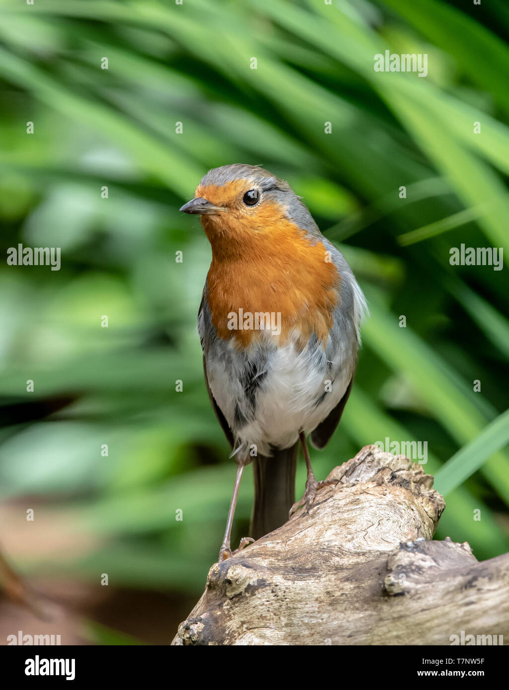 Mature robin hi-res stock photography and images - Alamy
