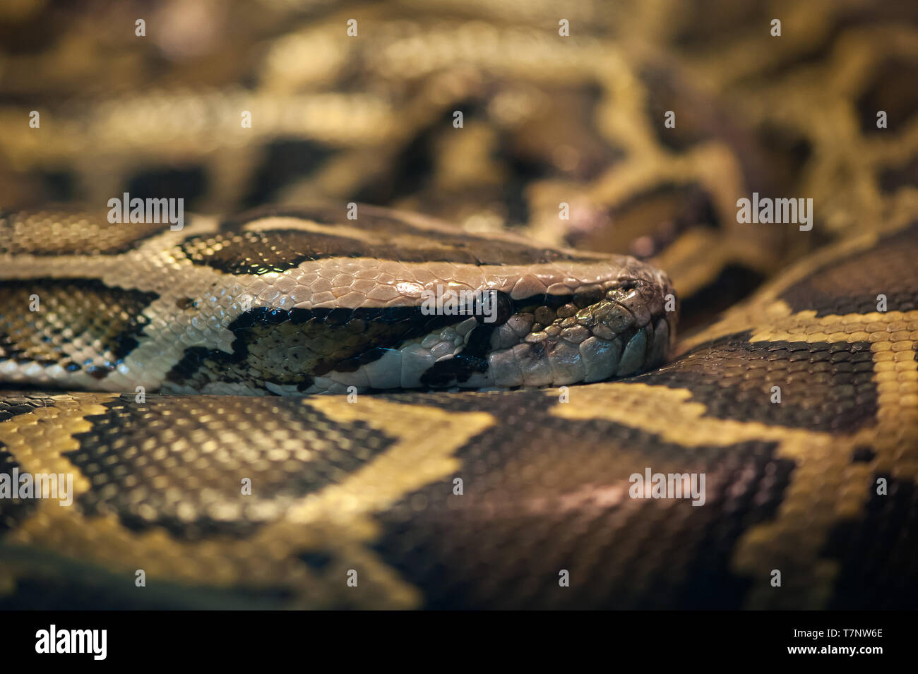 Python snake curled up in a ring and sleep Stock Photo - Alamy