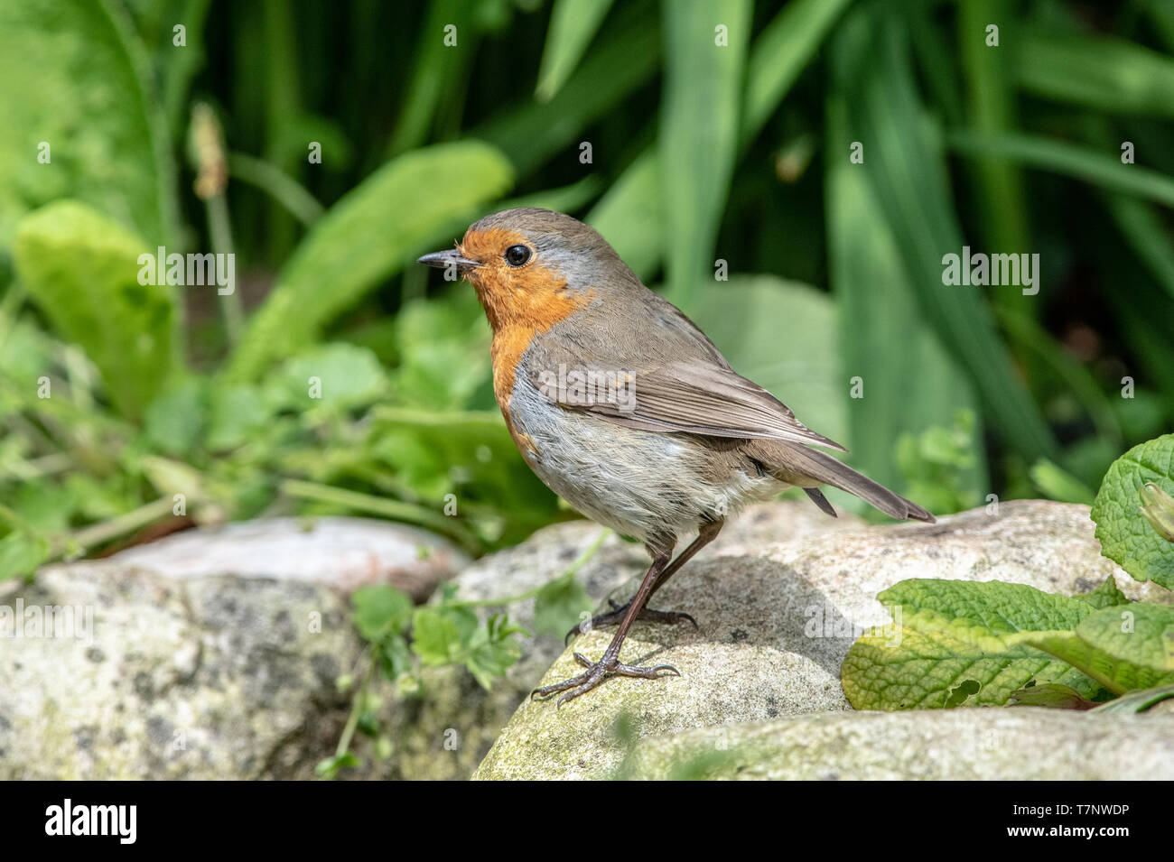 Mature robin hi-res stock photography and images - Alamy