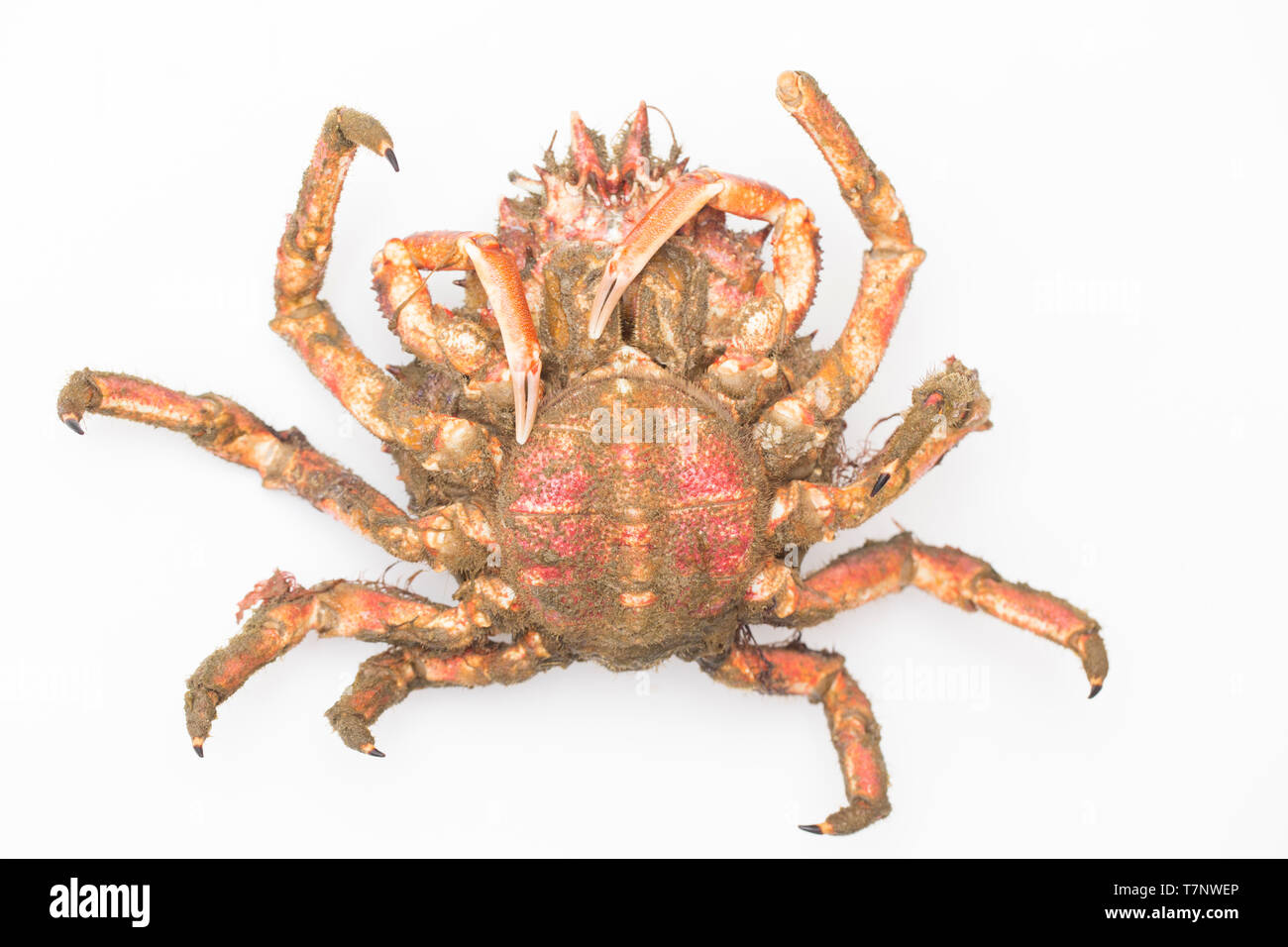 Female spider crab hi-res stock photography and images - Alamy