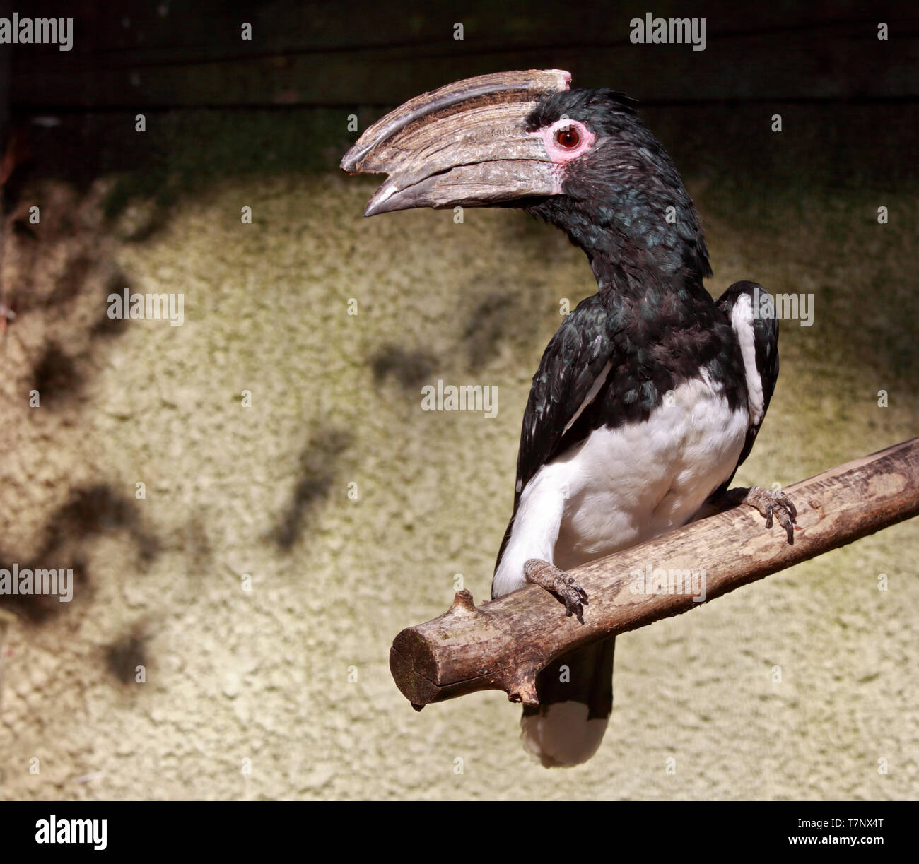 Trumpeter Hornbill (bycanistes bucinator Stock Photo - Alamy