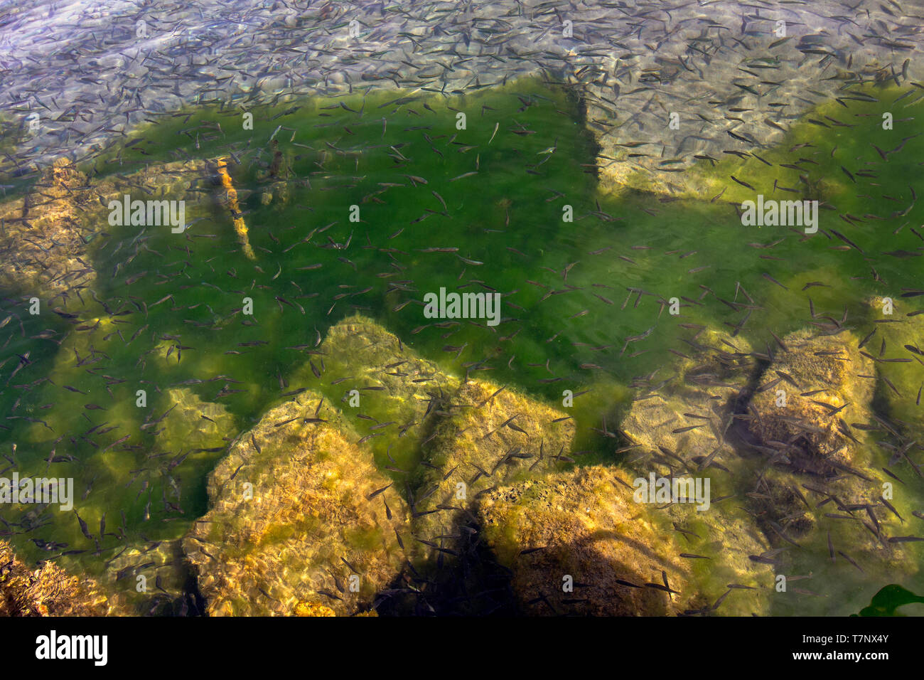 Thousands of small fish in the clear waters of Ohrid Lake Stock Photo ...