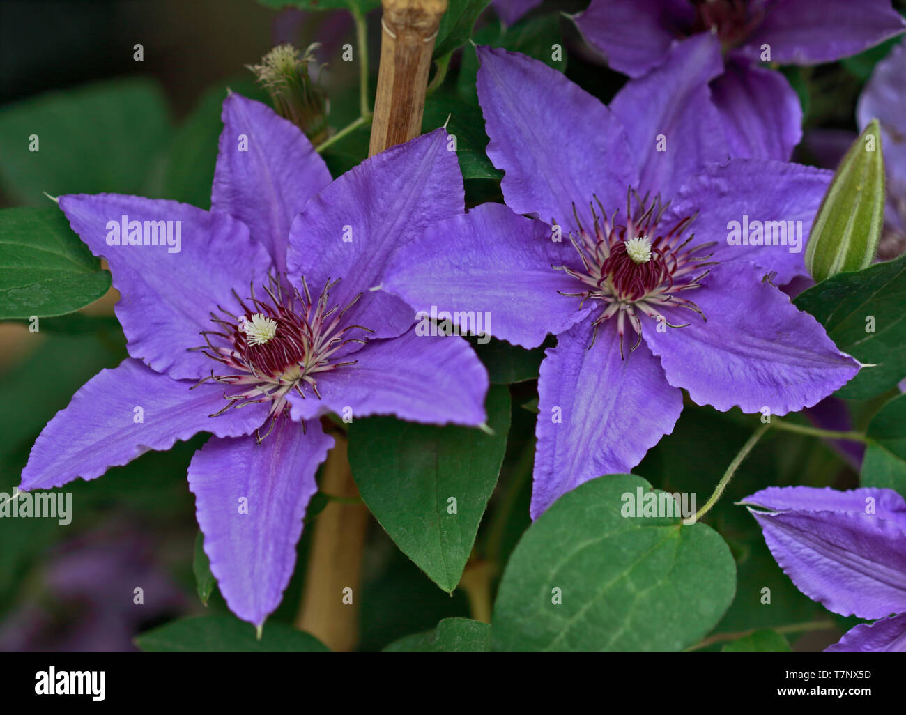 Clematis parisienne hi-res stock photography and images - Alamy