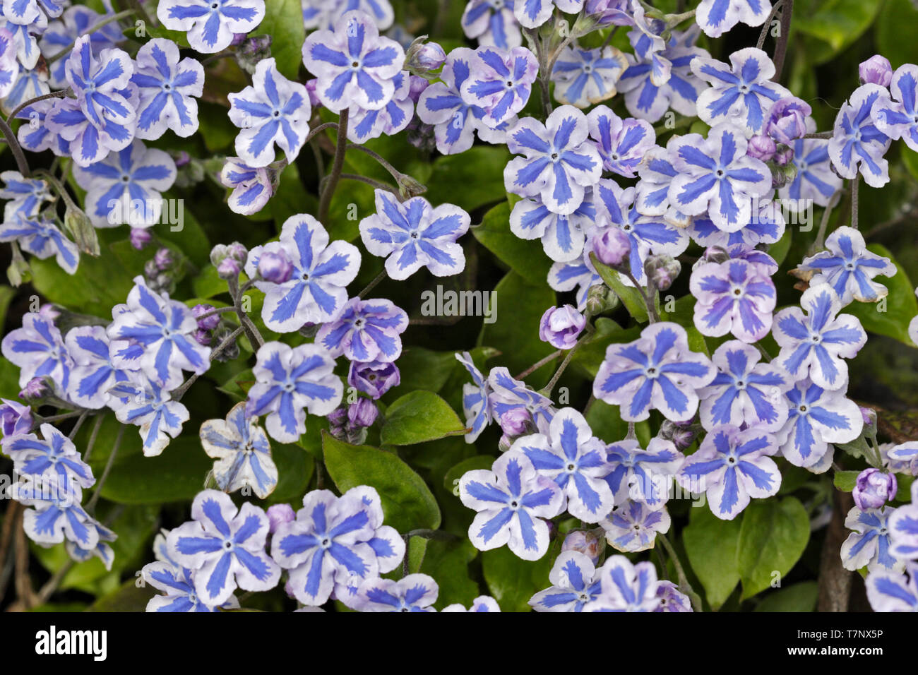 Lithodora diffusa white star hi-res stock photography and images - Alamy