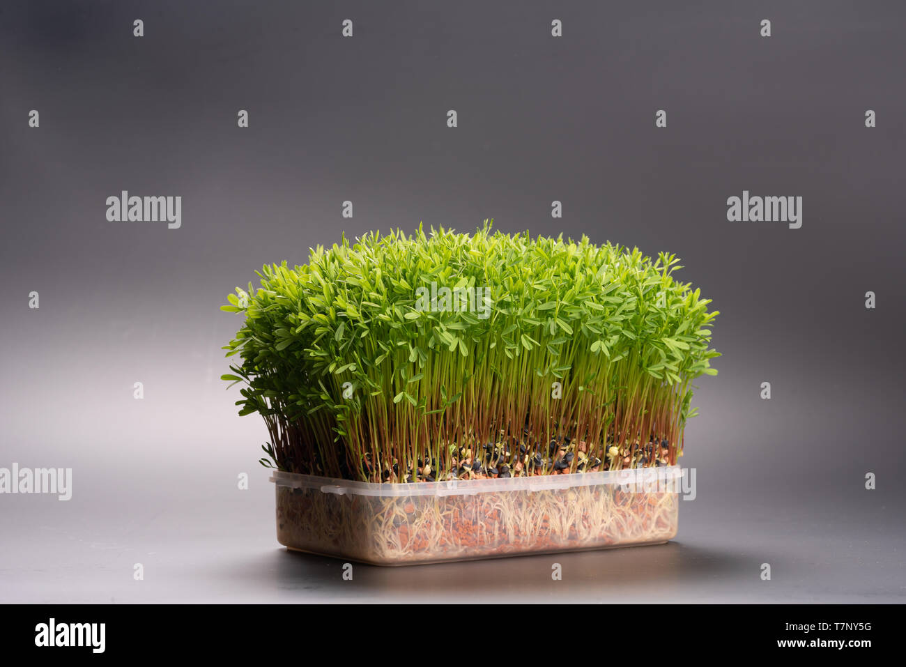 green sprouts edible plants. microgreens nutrition Stock Photo - Alamy