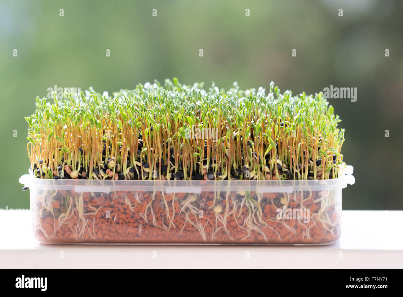 green sprouts edible plants. microgreens nutrition Stock Photo - Alamy